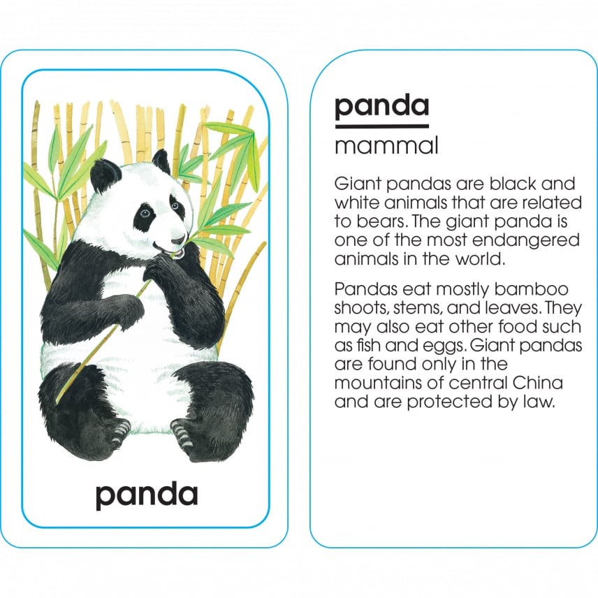 School Zone Animals of All Kinds Flash Cards Ages 4-Up - Charrans.com
